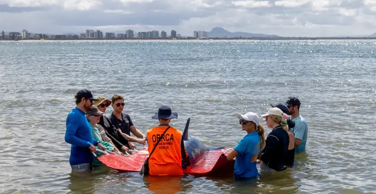 Marine Mammal Rescue Training Port Macquarie | ORRCA
