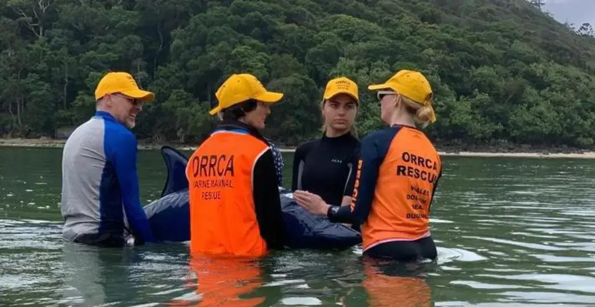 Marine Mammal Rescue Training Narooma | ORRCA