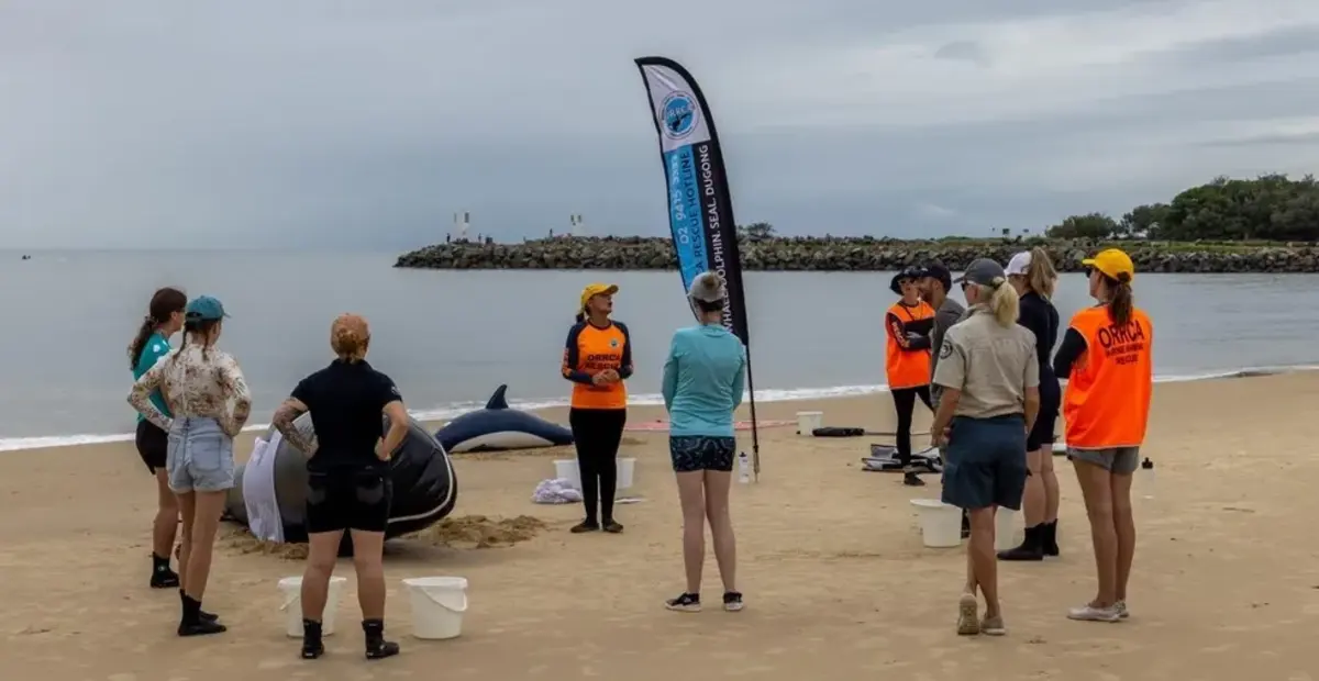 Marine Mammal Rescue Training Gold Coast | ORRCA